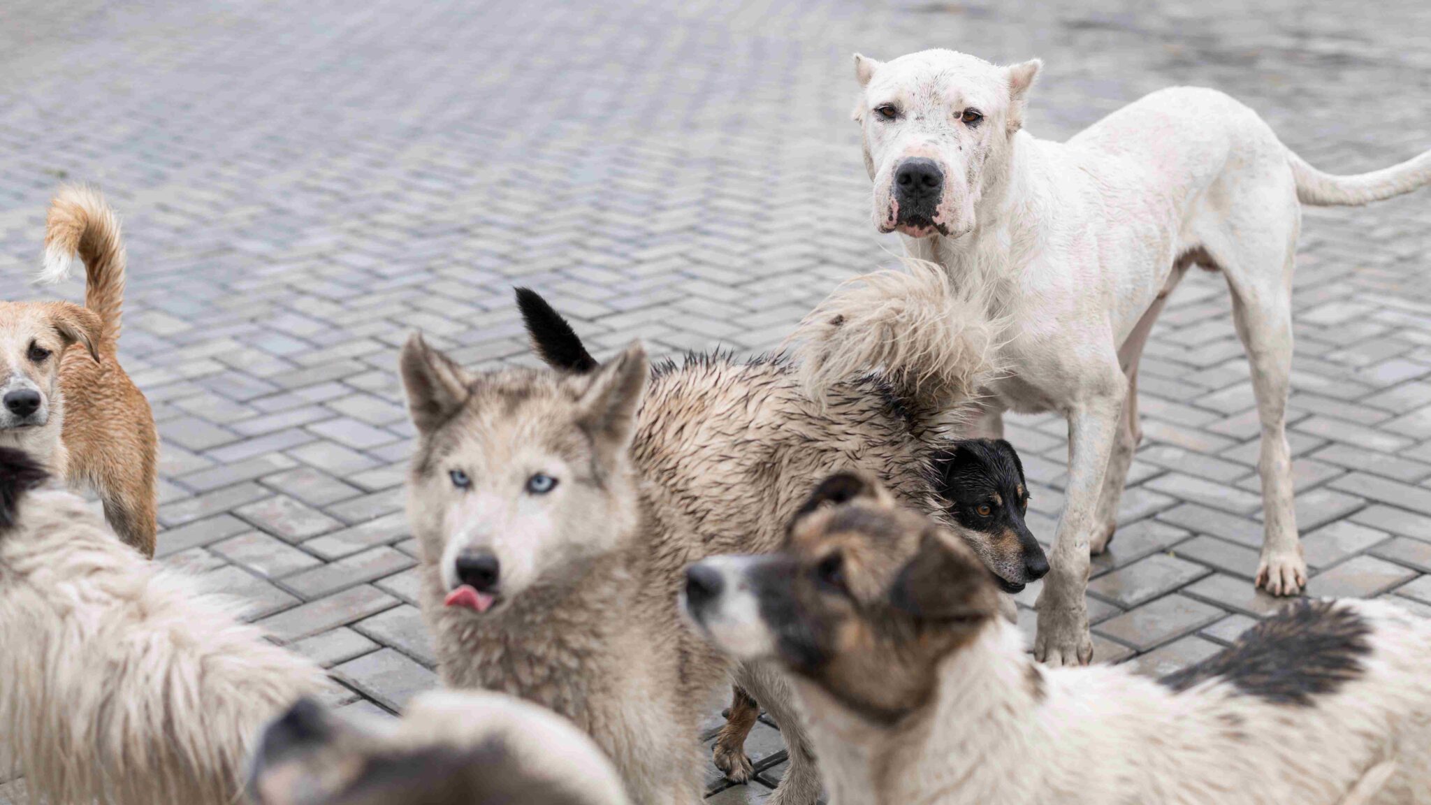 Are Hyenas More Closely Related to Cats or Dogs? Truth Revealed