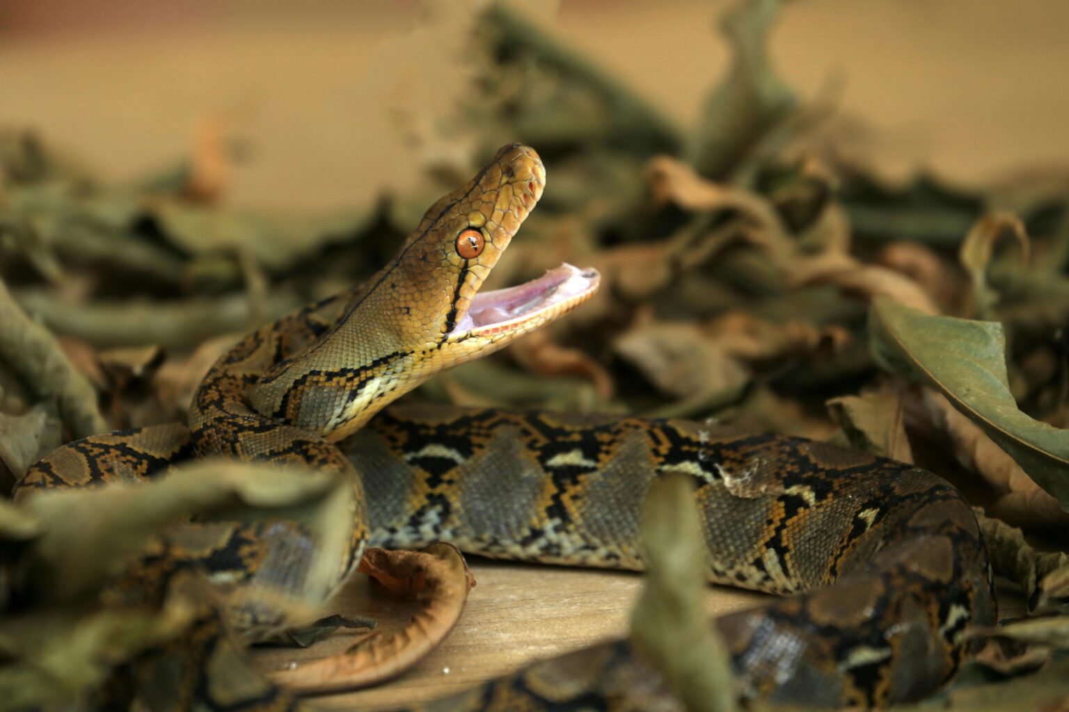 Los Angeles Health Alert: New Snake Antivenom Announced